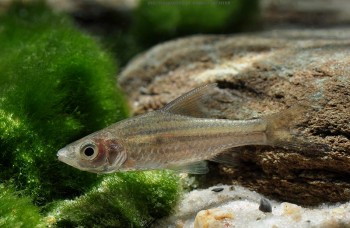 ‘Puntius’ lineatus – Lined Barb (Barbus lineatus) — Seriously Fish