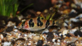 Desmopuntius rhomboocellatus – Snakeskin Barb (Systomus rhomboocellatus ...