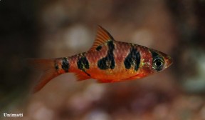 Desmopuntius rhomboocellatus – Snakeskin Barb (Systomus rhomboocellatus ...
