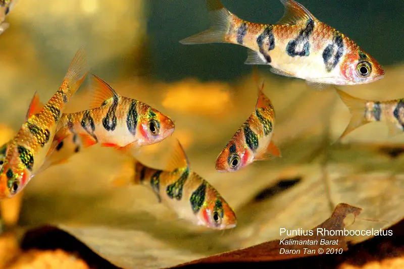 Desmopuntius rhomboocellatus – Snakeskin Barb (Systomus rhomboocellatus ...