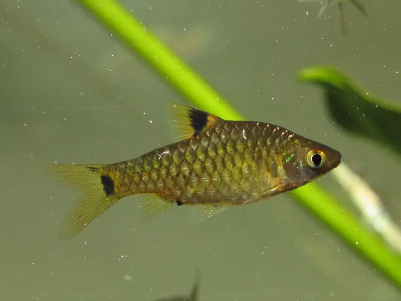 Puntius vittatus – Greenstripe Barb (Barbus vittatus) — Seriously Fish