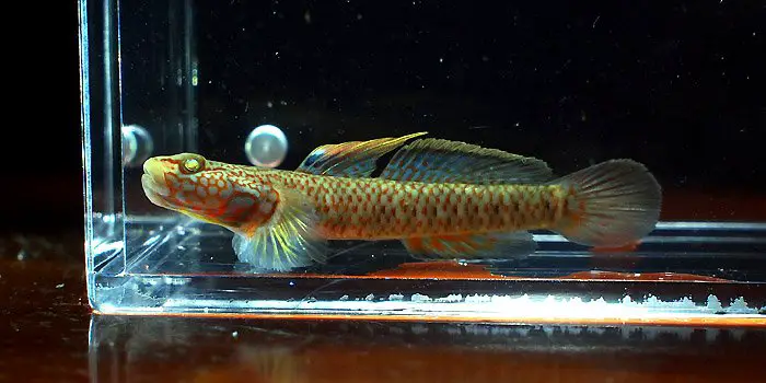 Rhinogobius filamentosus (Ctenogobius filamentosus) — Seriously Fish