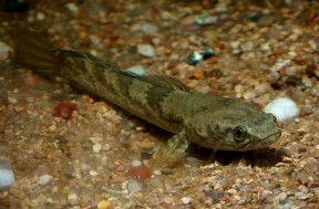 Channa sp. ‘five stripe’ (Channa Kerala five stripe, Channa umangii ...