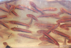 Channa diplogramma – Malabar Snakehead (Ophiocephalus diplogramma ...