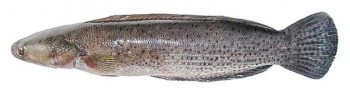 Channa diplogramma – Malabar Snakehead (Ophiocephalus diplogramma ...