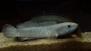 Channa gachua – Dwarf Snakehead (Channa limbata, Ophicephalus gachua ...