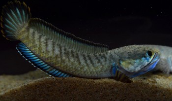 Channa gachua – Dwarf Snakehead (Channa limbata, Ophicephalus gachua ...