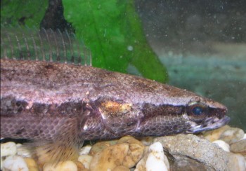 Channa lucius – Forest Snakehead (Channa siamensis, Channa lucia ...