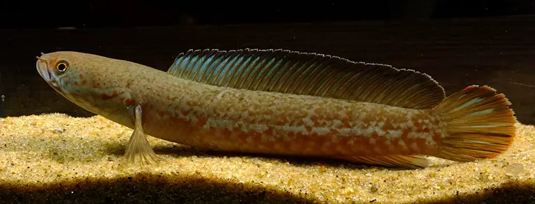 Channa andrao – Lal Cheng (Channa sp. Assam, Channa sp. lal cheng ...