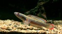 Channa sp. ‘fire and ice’ — Seriously Fish