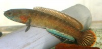Channa gachua – Dwarf Snakehead (Channa limbata, Ophicephalus gachua ...
