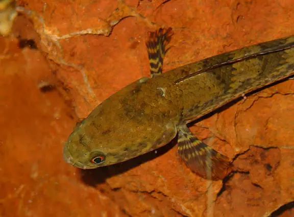 Channa sp. ‘five stripe’ (Channa Kerala five stripe, Channa umangii ...