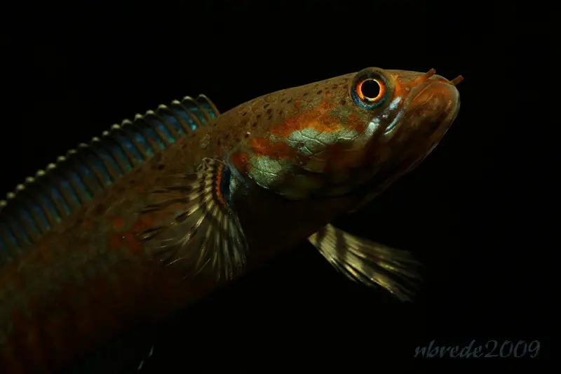 Channa andrao – Lal Cheng (Channa sp. Assam, Channa sp. lal cheng ...