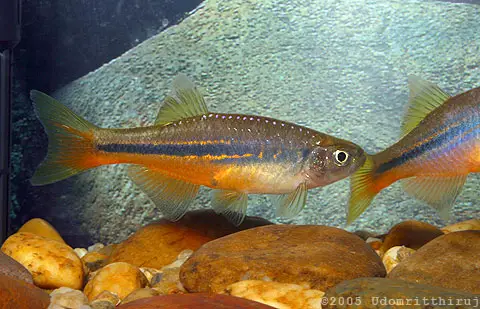 Devario chrysotaeniatus (Danio chrysotaeniatus) — Seriously Fish