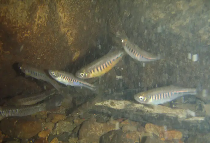 ‘Inlecypris’ maetaengensis – Fire Bar ‘Danio’ (Danio maetaengensis ...