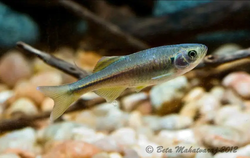 Devario neilgherriensis – Peninsular ‘Danio’ (Paradanio neilgherriensis ...