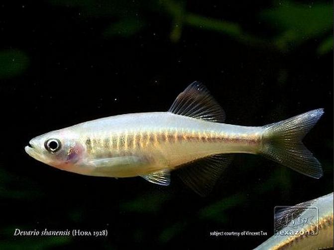 ‘Inlecypris’ shanensis (Danio shanensis , Devario shanensis ...