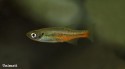 Devario sondhii – Fireline Devario (Danio sondhii, Brachydanio sondhii ...