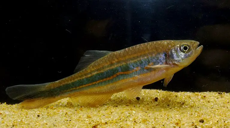 Devario assamensis (Danio assamensis) — Seriously Fish