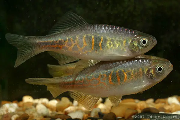 Devario sp. ‘giraffe’ — Seriously Fish