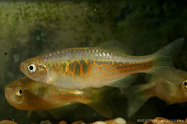 Devario sp. ‘giraffe’ — Seriously Fish