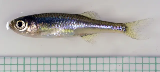 Devario sp. ‘purple cypris’ (Devario jayarami) — Seriously Fish