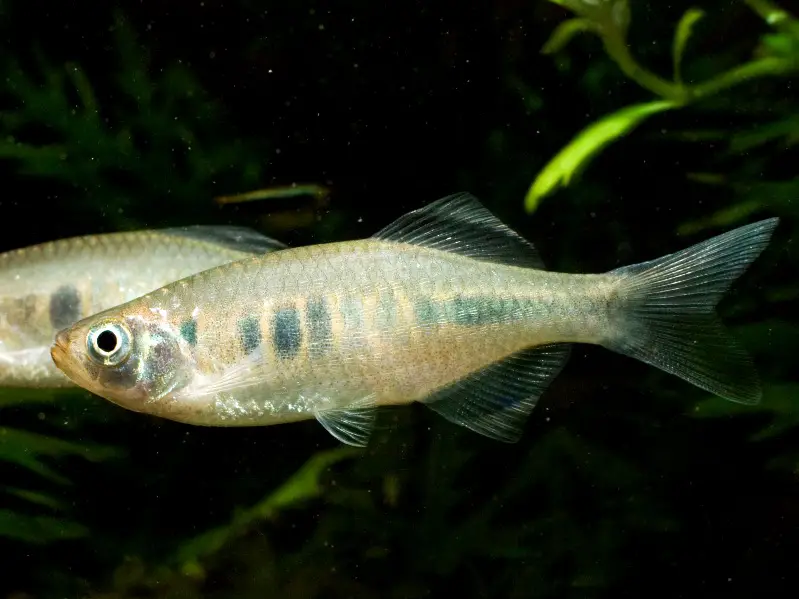 Devario xyrops – Blue Moon ‘Danio’ (Devario sp. broken line ...