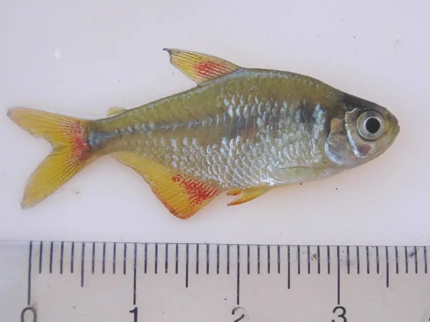 Hyphessobrycon bifasciatus – Yellow Tetra — Seriously Fish