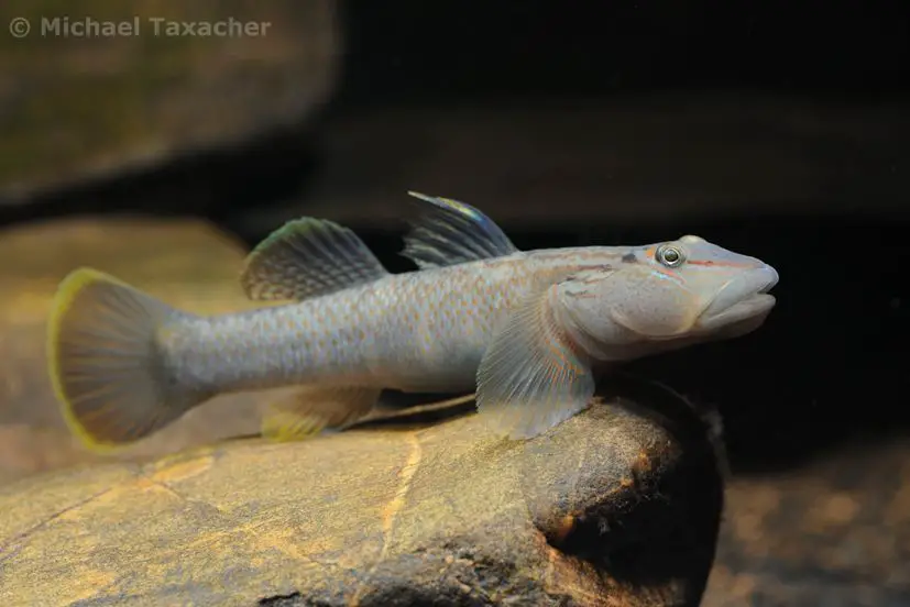 Rhinogobius gigas — Seriously Fish