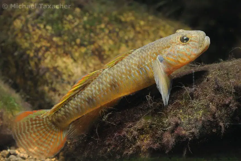 Rhinogobius giurinus (Ctenogobius giurinus, Ctenogobius hadropterus ...