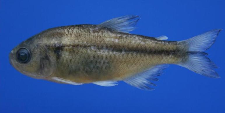 Hyphessobrycon balbus — Seriously Fish