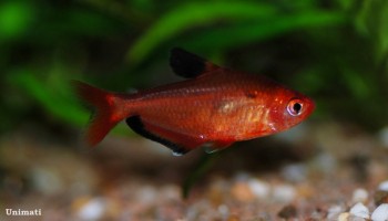 Hyphessobrycon eques – Serpae Tetra (Hyphessobrycon callistus ...