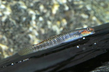 Stiphodon ornatus – Rainbow Stiphodon (Stiphodon sp. ST02, Stiphodon ...