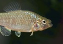 Cyprinodon brontotheroides – Durophage Pupfish (Cyprinodon durophage ...
