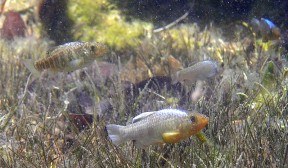 Cyprinodon variegatus – Sheepshead ‘Minnow’ (Esox ovinus, Cyprinodon ...