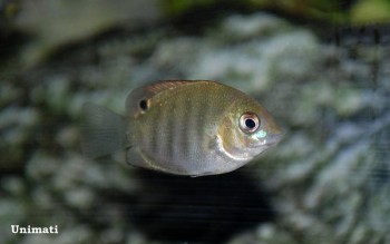 Etroplus canarensis – Canara Pearlspot Cichlid — Seriously Fish