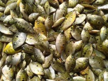 Etroplus maculatus – Orange Chromide (Chaetodon maculatus, Etroplus ...