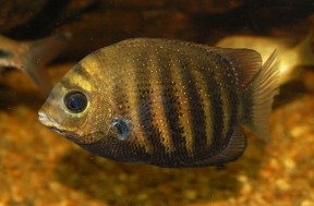 Etroplus suratensis – Green Chromide (Chaetodon caris, Etroplus ...