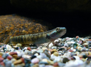 Stiphodon ornatus – Rainbow Stiphodon (Stiphodon sp. ST02, Stiphodon ...