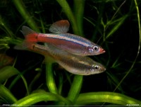 Tanichthys albonubes – White Cloud Mountain Minnow (Aphyocypris pooni ...