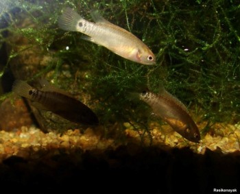 Dario urops — Seriously Fish