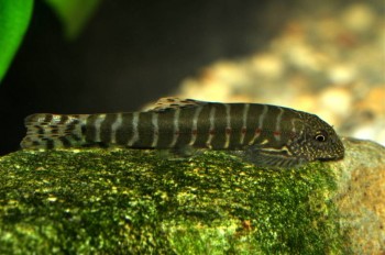 Erromyzon sp. ‘ER02’ (Erromyzon sp. red spots) — Seriously Fish