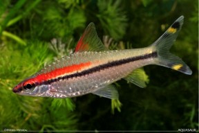New genus for red-lined torpedo barb — Seriously Fish