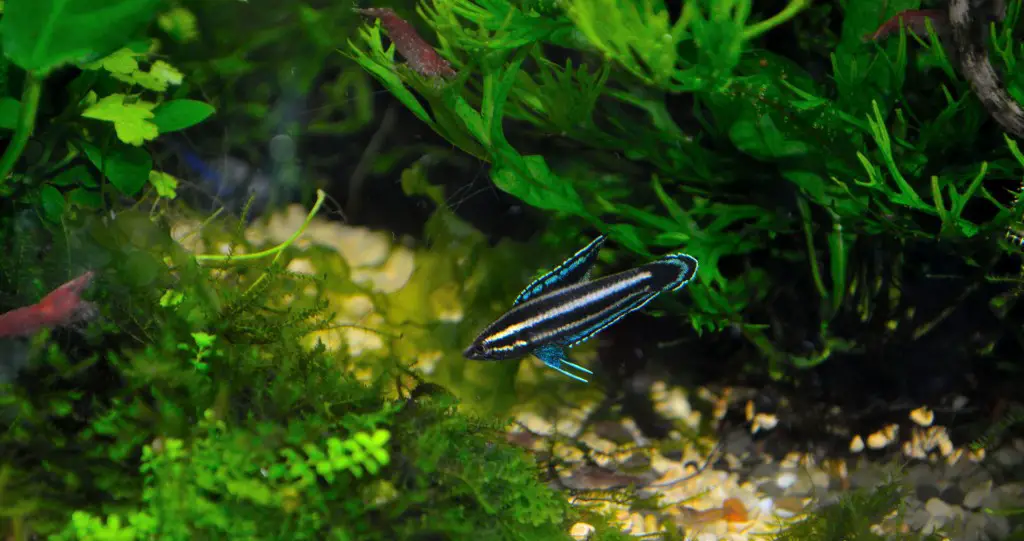 1 — Seriously Fish