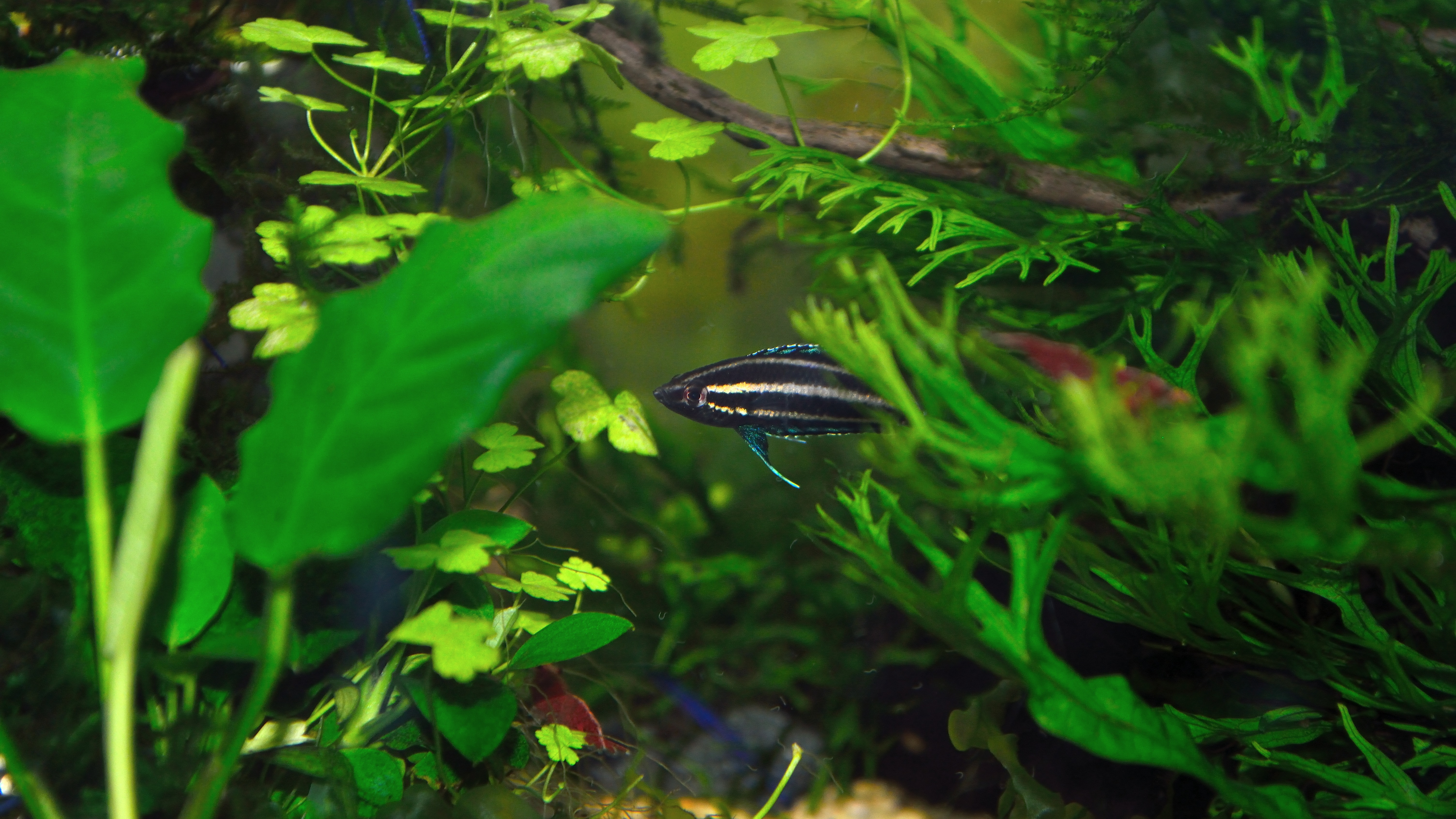 2 — Seriously Fish