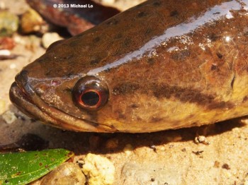 Channa lucius – Forest Snakehead (Channa siamensis, Channa lucia ...