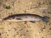 Channa lucius – Forest Snakehead (Channa siamensis, Channa lucia ...