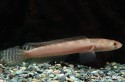 Channa melasoma – Black Snakehead (Ophicephalus rhodotaenia ...