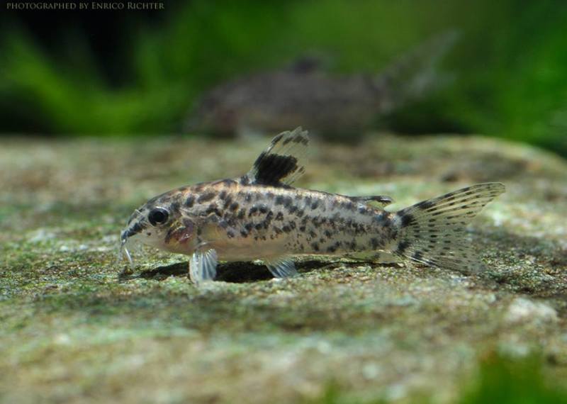 Aspidoras pauciradiatus (Corydoras pauciradiatus) — Seriously Fish