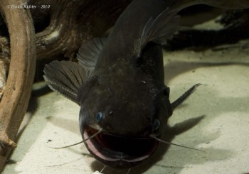 Asterophysus batrachus – Gulper Catfish — Seriously Fish